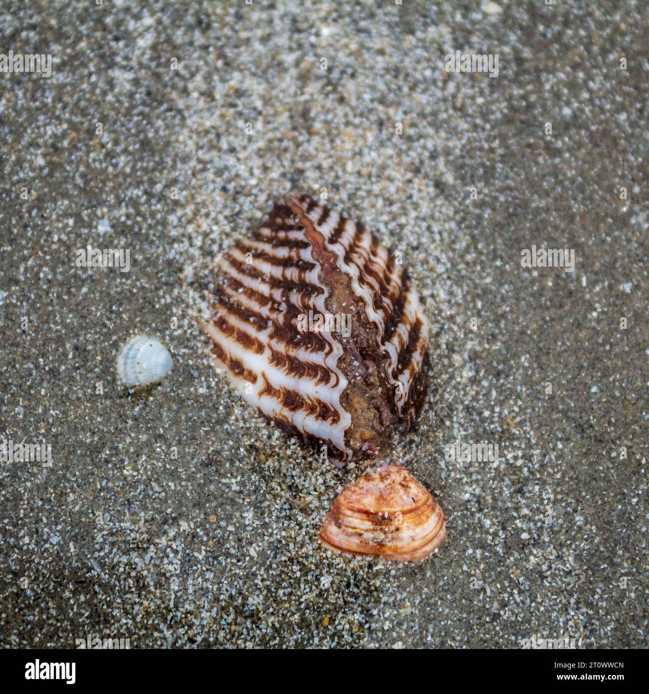 Horesea hi-res stock photography and images - Alamy