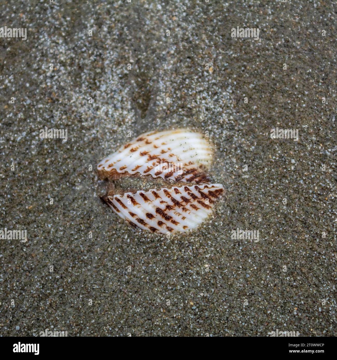 Horesea hi-res stock photography and images - Alamy