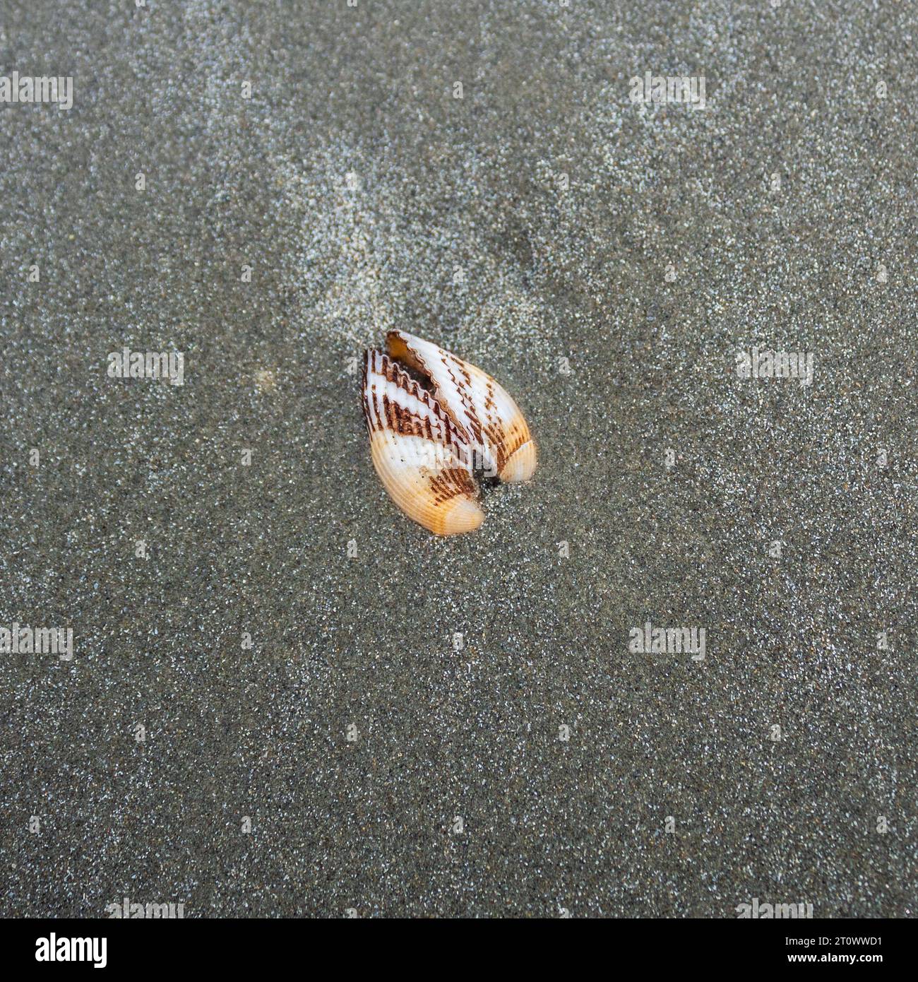 Horesea hi-res stock photography and images - Alamy