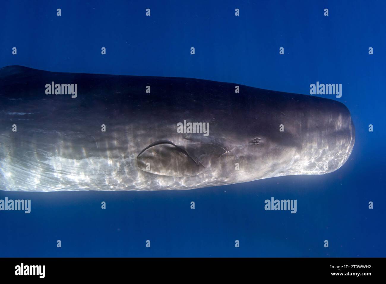 A sperm whale underwater in the ocean Stock Photo - Alamy