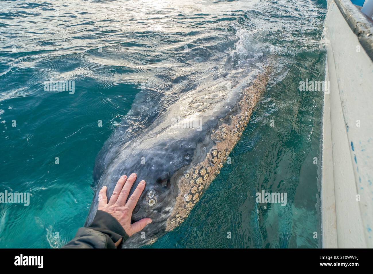 Human touching a whale hi-res stock photography and images - Alamy