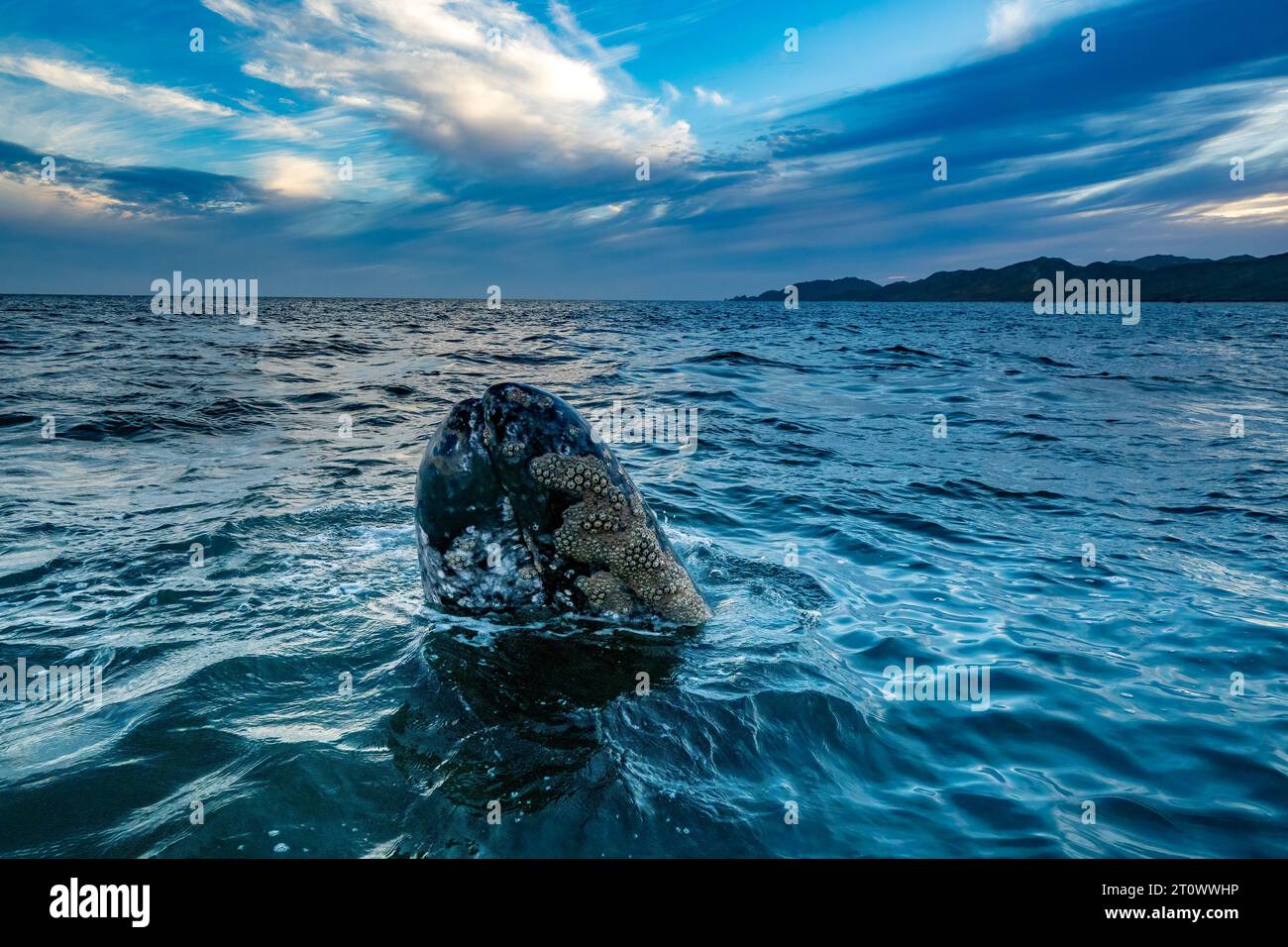 Whale tail sunset baja hi-res stock photography and images - Alamy