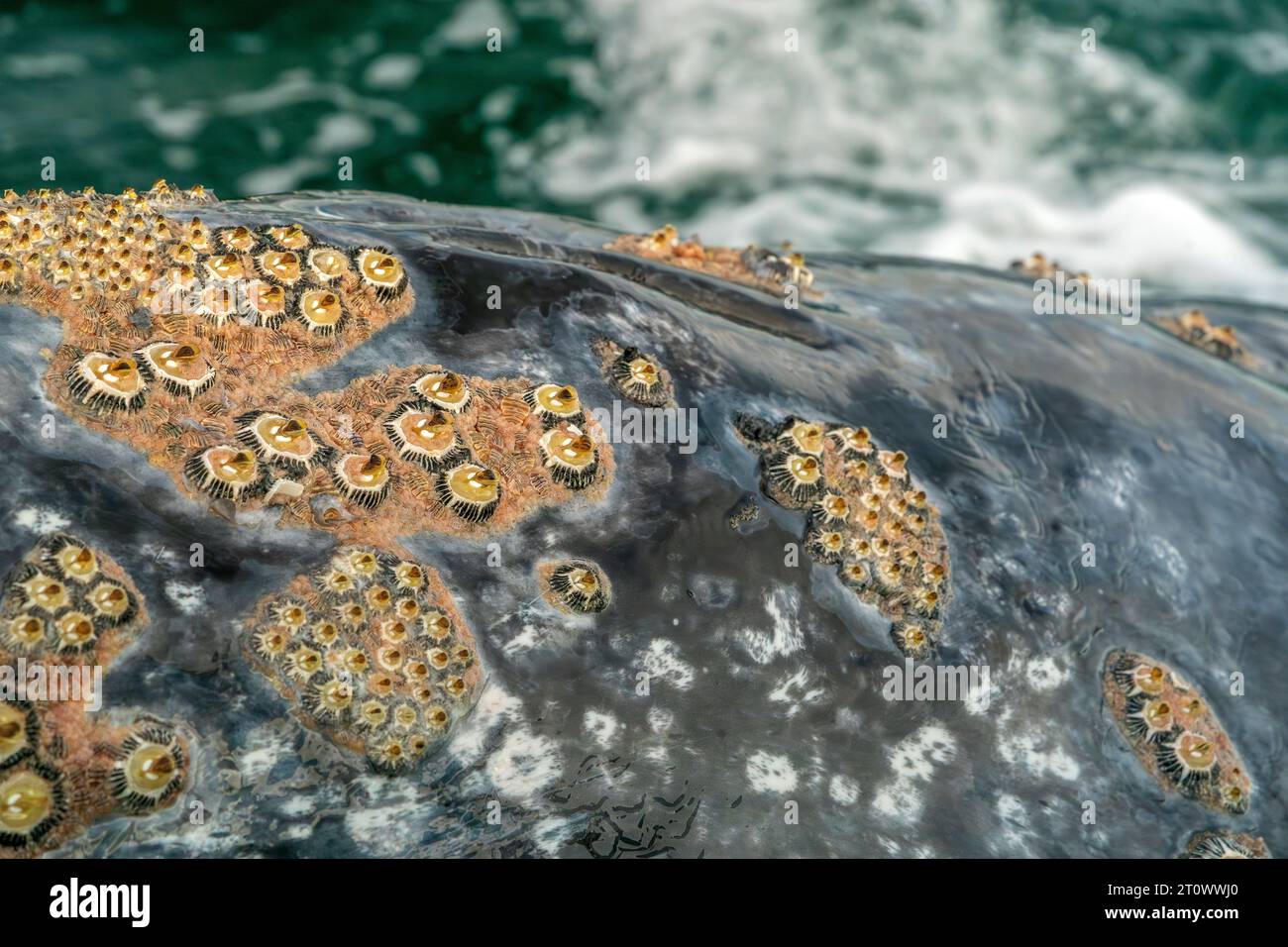 Barnacles cirripedia parasites of A grey whale in baja california sur ...