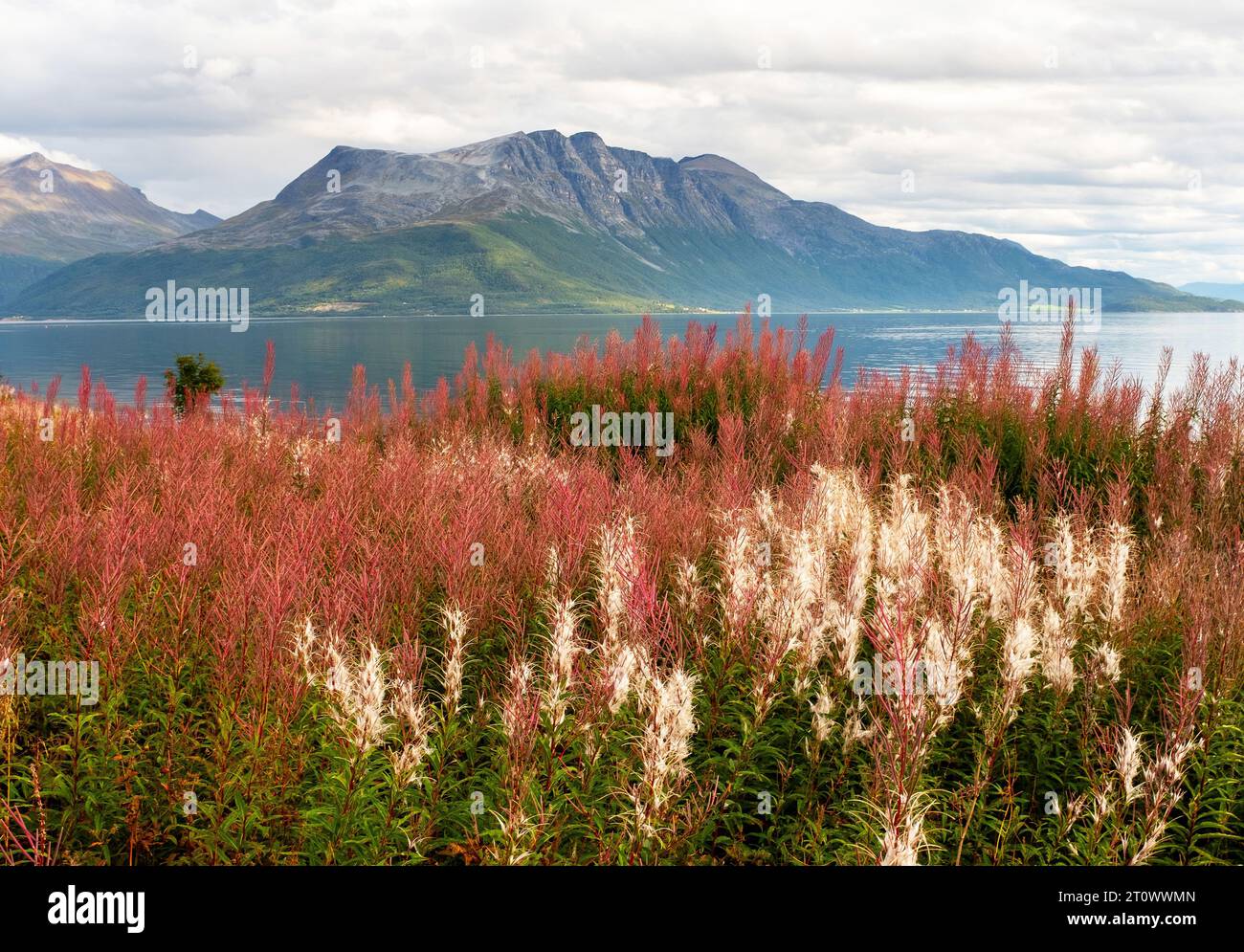 September 05, 2023: Shades of autumn reds and yellows compliment the ...