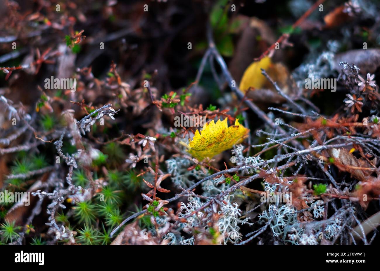 September 07, 2023: Colorful autumn ground cover adorns the forest ...