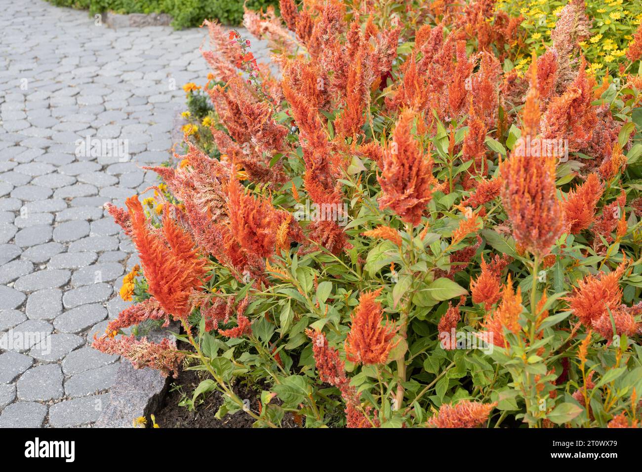 Celosia argentea 'Sunday Orange' plumed cockscomb flowers Stock Photo ...