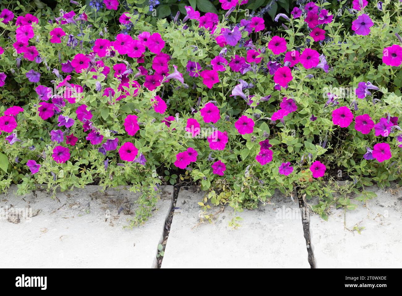 Wave petunias hi-res stock photography and images - Alamy