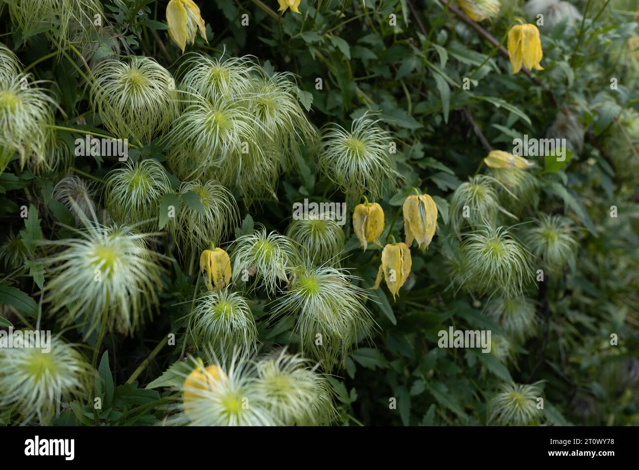Clematis tangutica - golden clematis flowers growing in a garden Stock ...