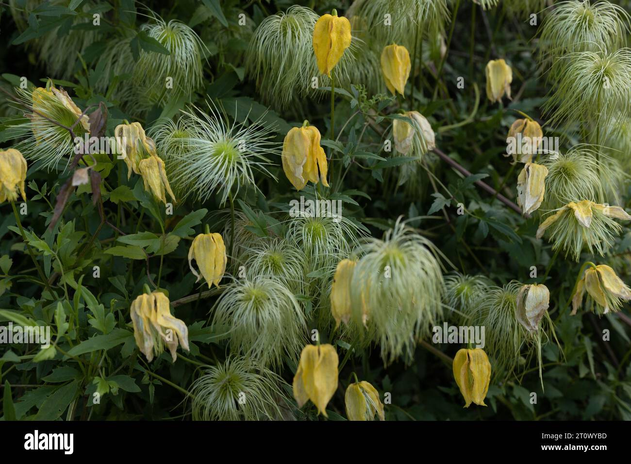 Clematis tangutica - golden clematis flowers growing in a garden Stock ...
