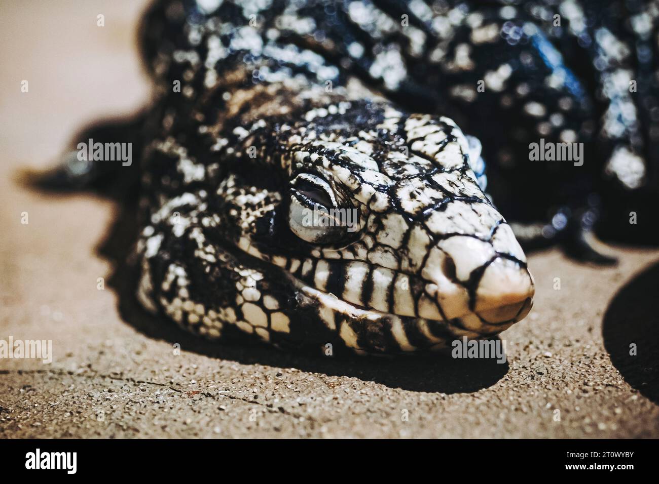 Portrait of a black and white tegu reptile or salvator merianae Stock ...