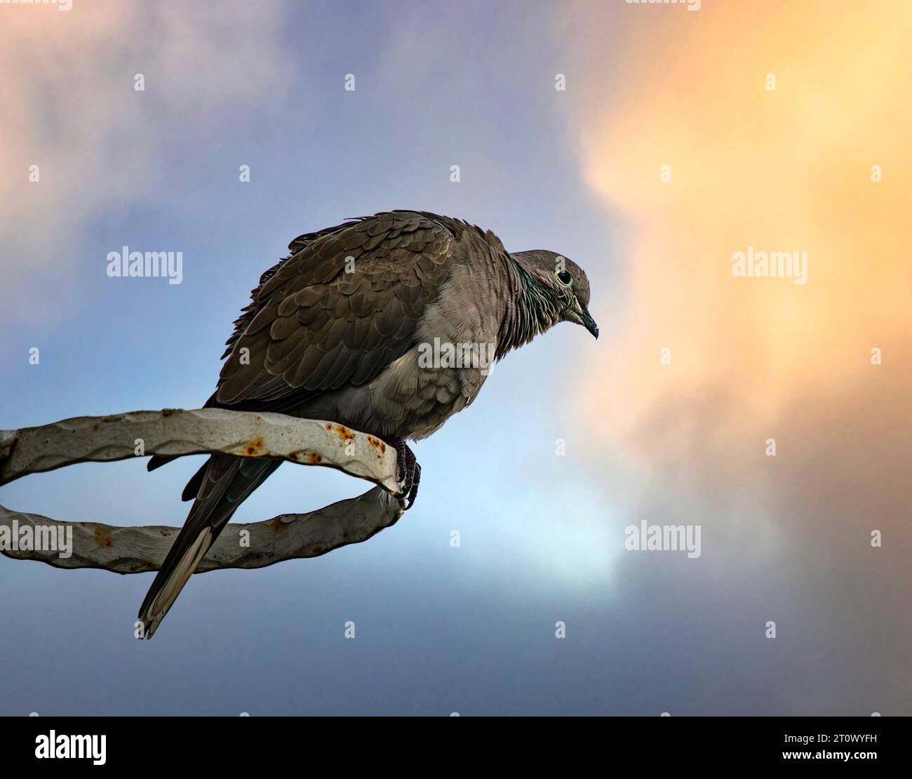 Birds railing balcony animal wildlife hi-res stock photography and ...