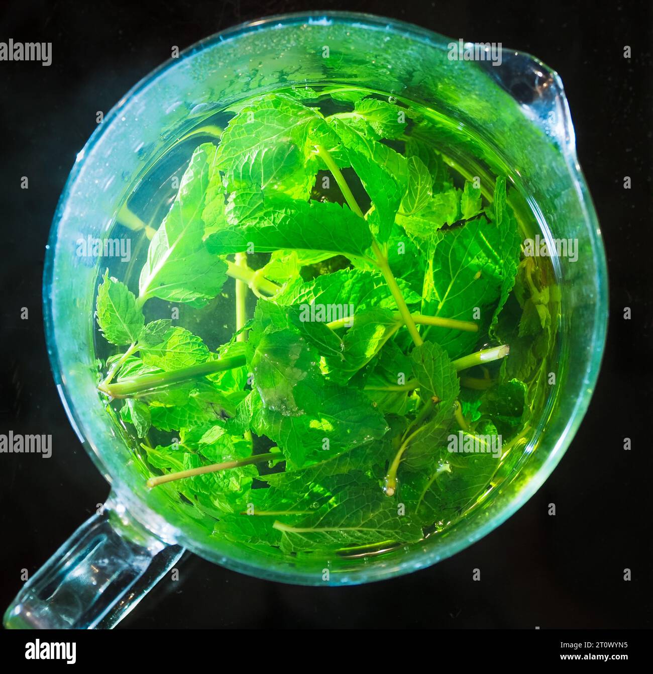 Berlin, Germany. 23rd Sep, 2023. A glass pitcher of peppermint leaves ...