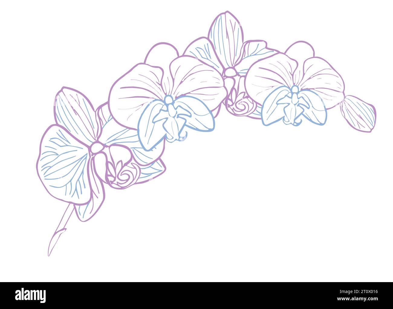Orchid tropical flower branch. Vector line art hand drawn illustration ...
