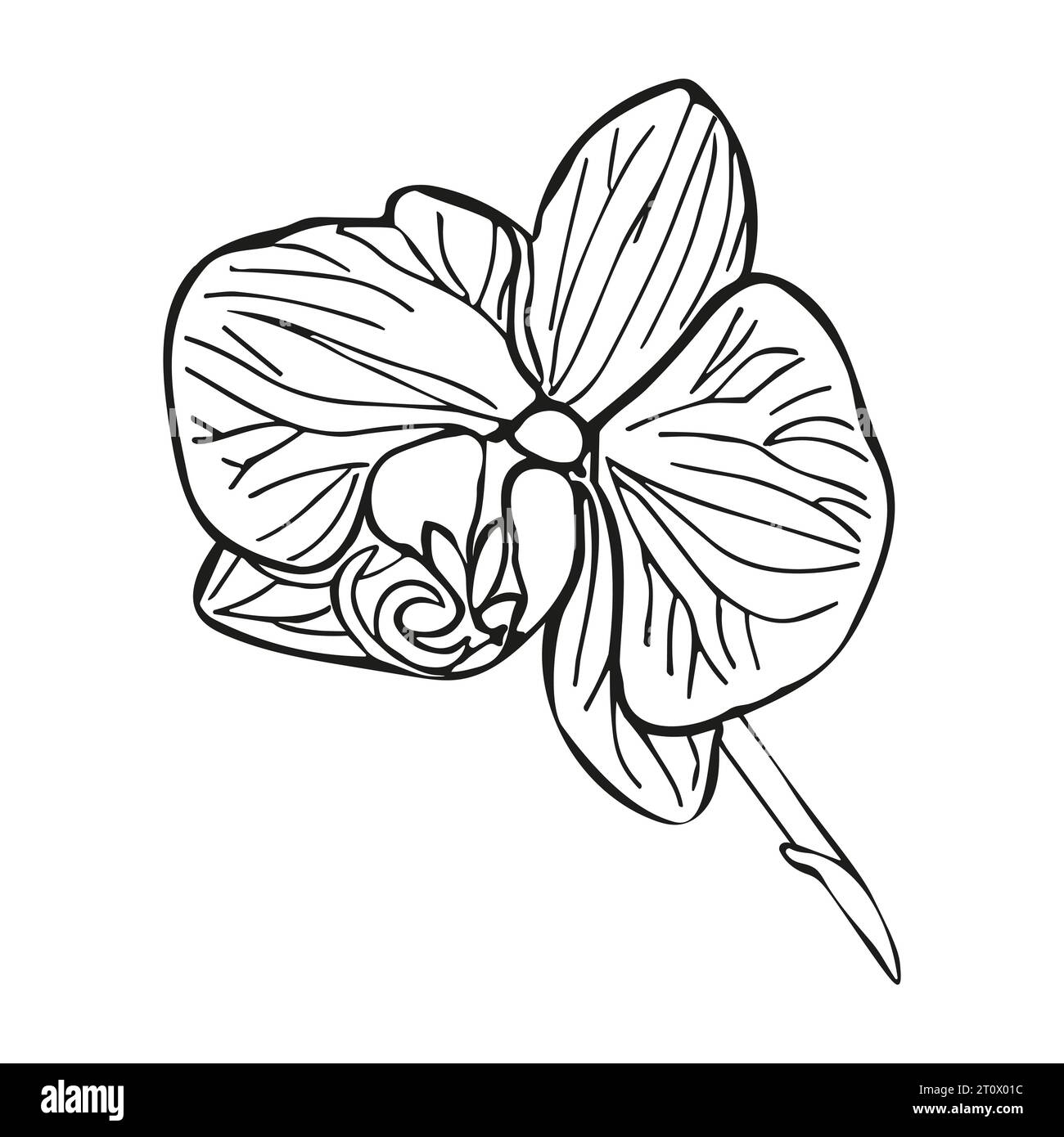 Orchid tropical flower head. Vector line art hand drawn illustration ...