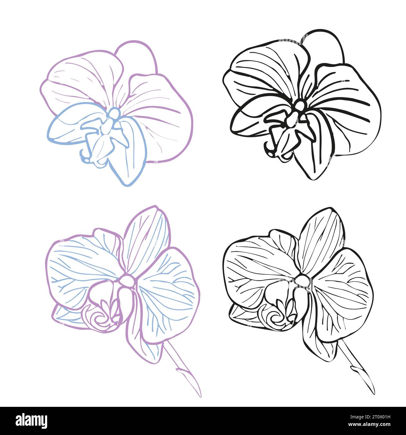 Orchid tropical line art flower head set. Vector hand drawn ...