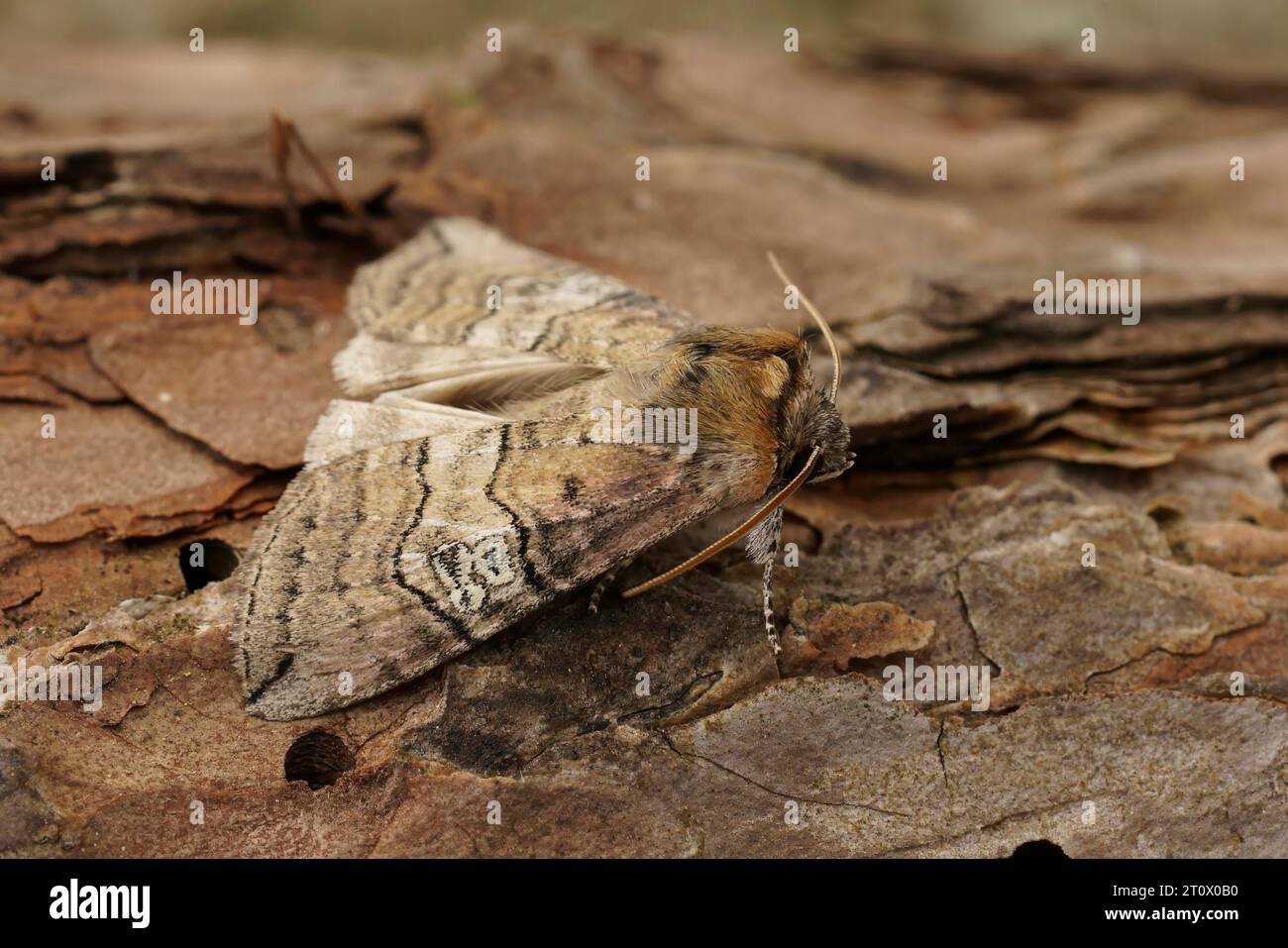 Natural closeup on the figure of eighty moth, Tethea ocularis sitting ...