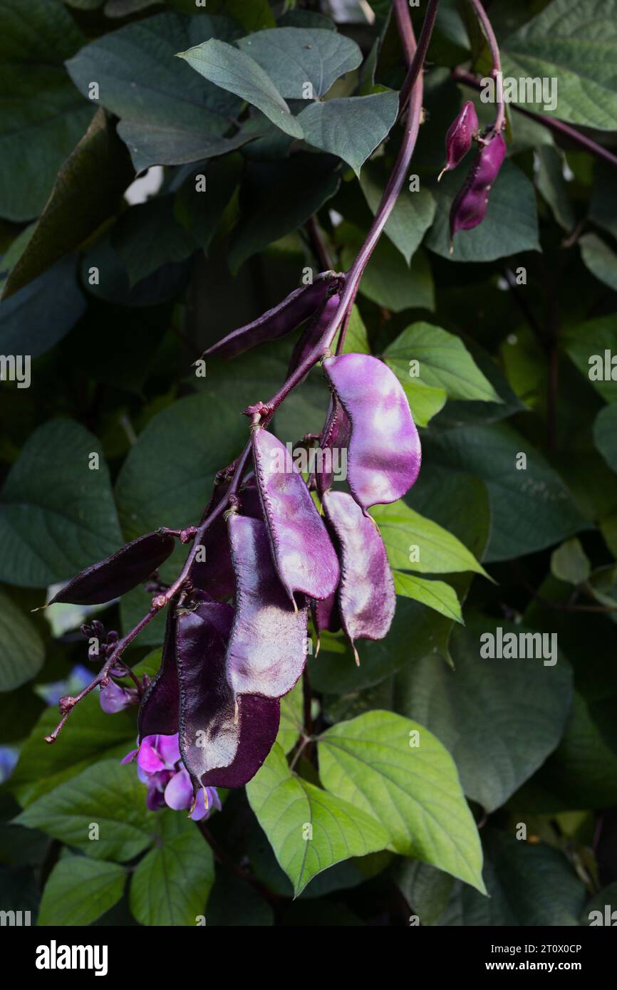 Lablab purpureus - hyacinth bean growing in a garden Stock Photo - Alamy