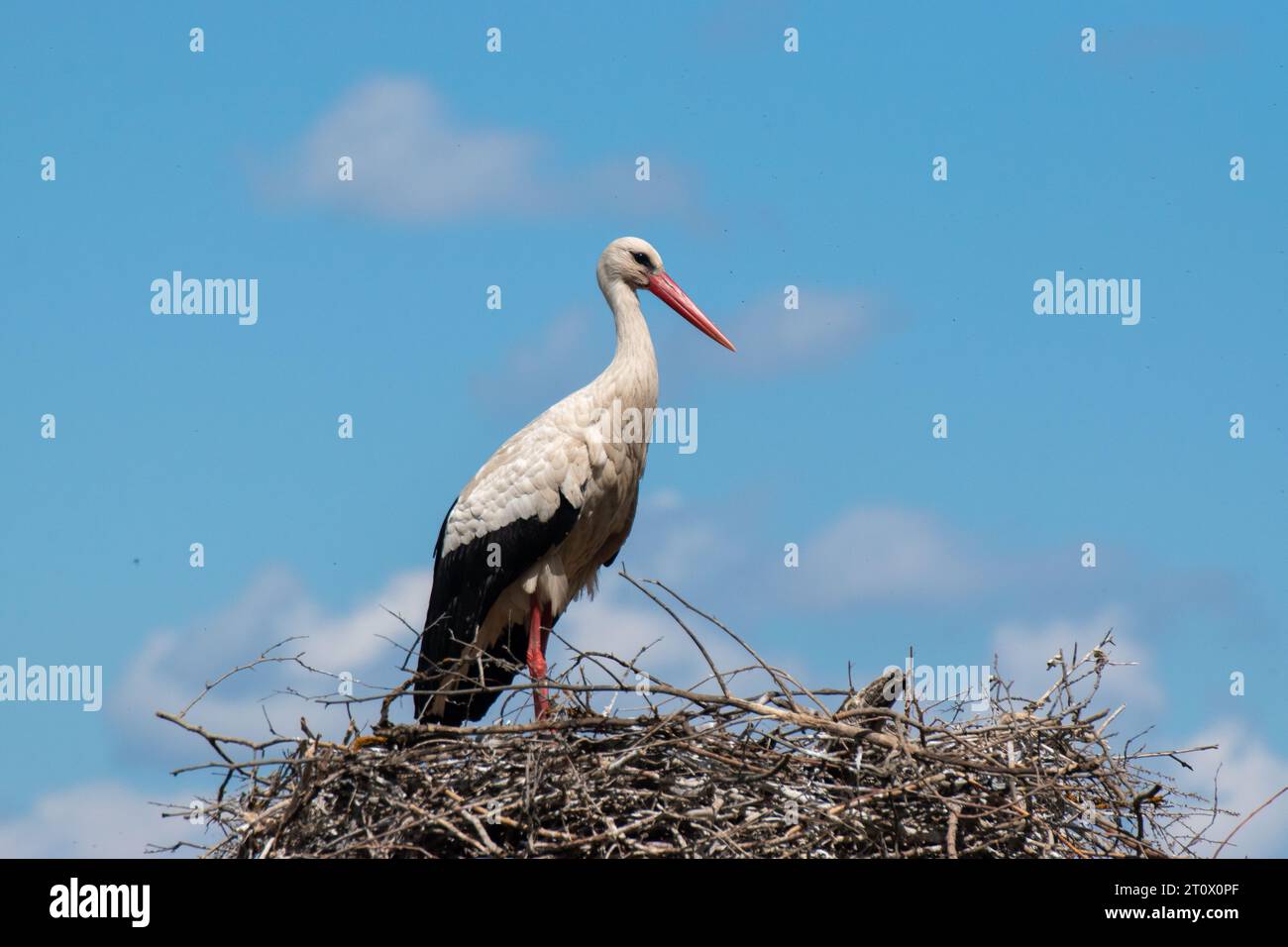 Nido de aves hi-res stock photography and images - Alamy