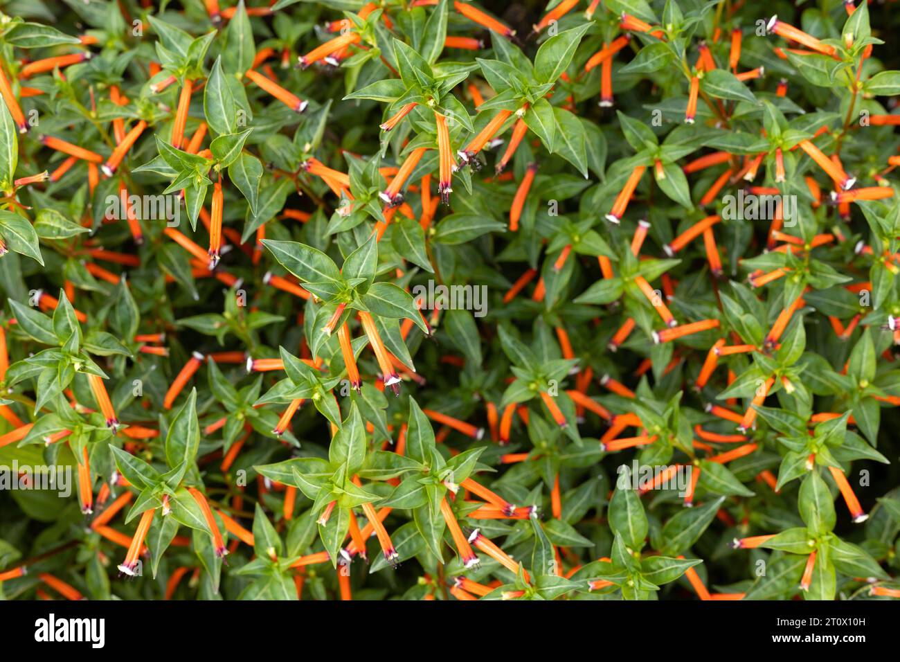 Cuphea ignea 'Cherrybells' cuphea Stock Photo - Alamy