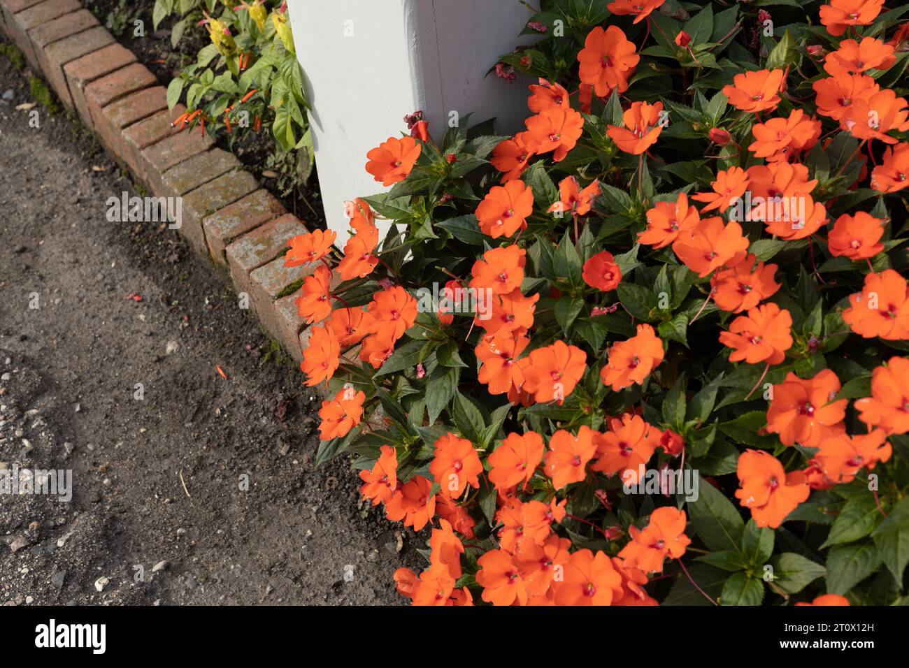 Compact Sunpatiens Corral