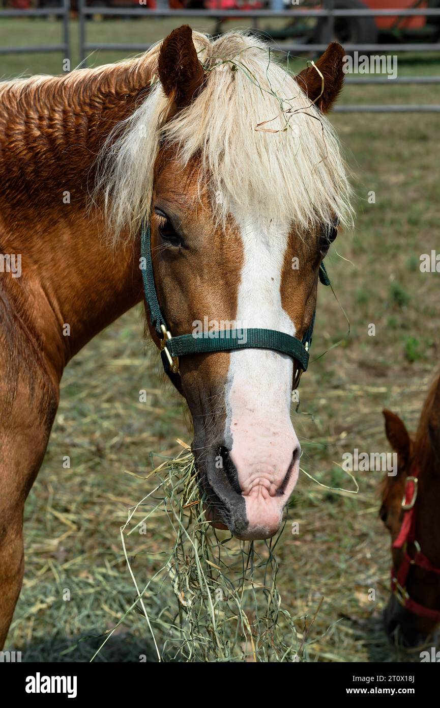 Chew chewing straw hay hi-res stock photography and images - Alamy