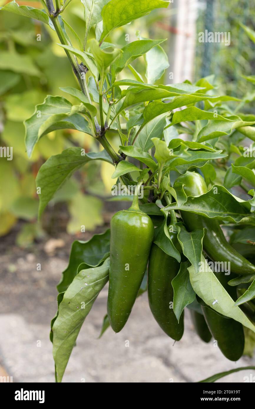 Capsicum annuum 'Pizza Pepper' growing in a garden Stock Photo - Alamy