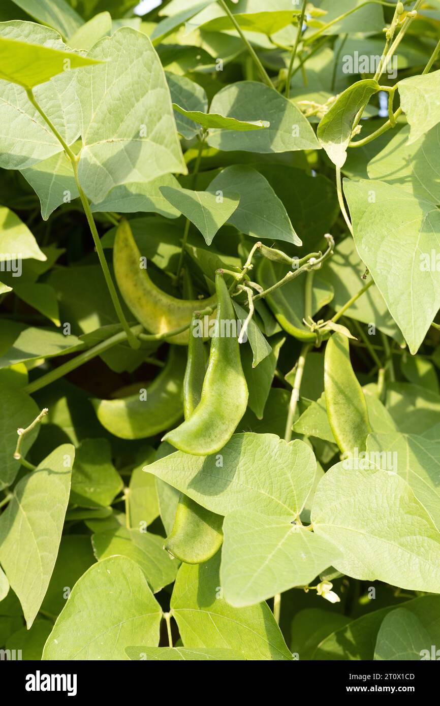 Phaseolus lunatus 'Dr. Martin' pole lima beans growing in a garden ...