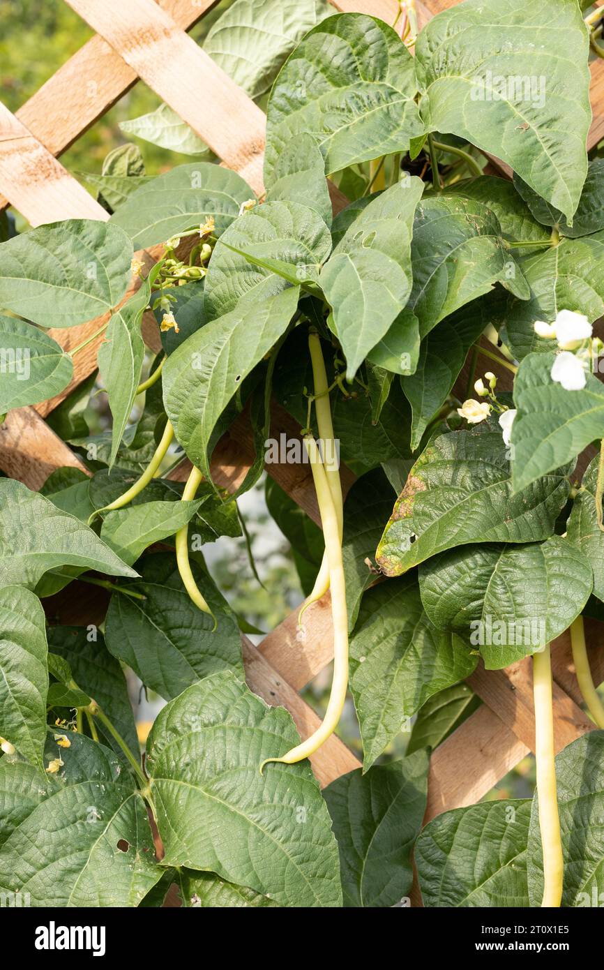 Pole beans hi-res stock photography and images - Alamy