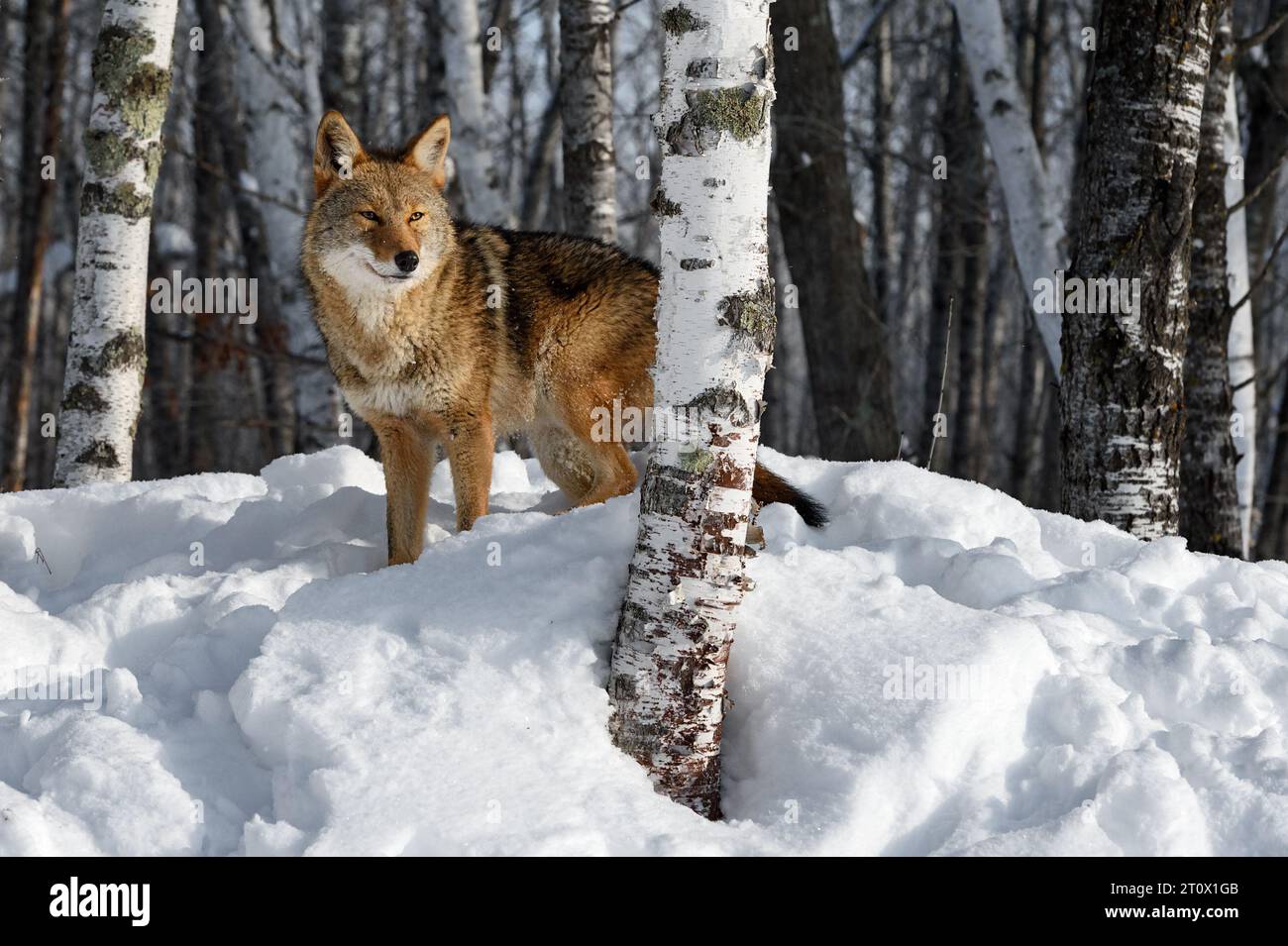 Coyote (Canis latrans) Stands on Forest Embankment Behind Birch Tree ...