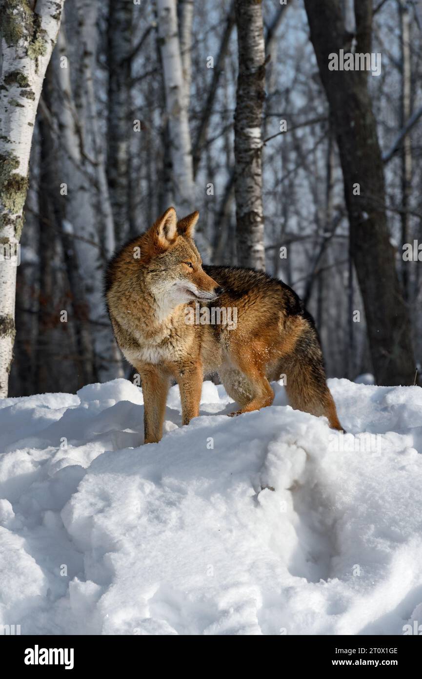 Coyote (Canis latrans) Turned Right Side Eye Winter - captive animal ...