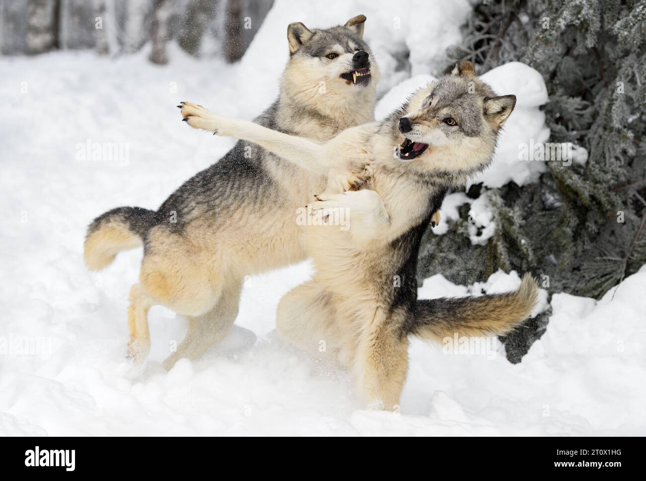 Back legs movement hi-res stock photography and images - Alamy