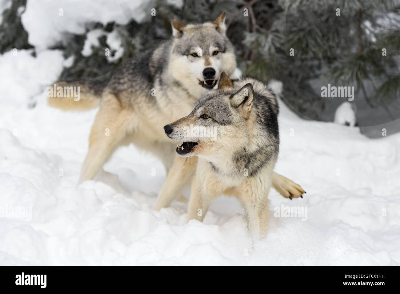 Grey Wolf (Canis lupus) Snarls at Packmate Pouncing From Behind Winter ...