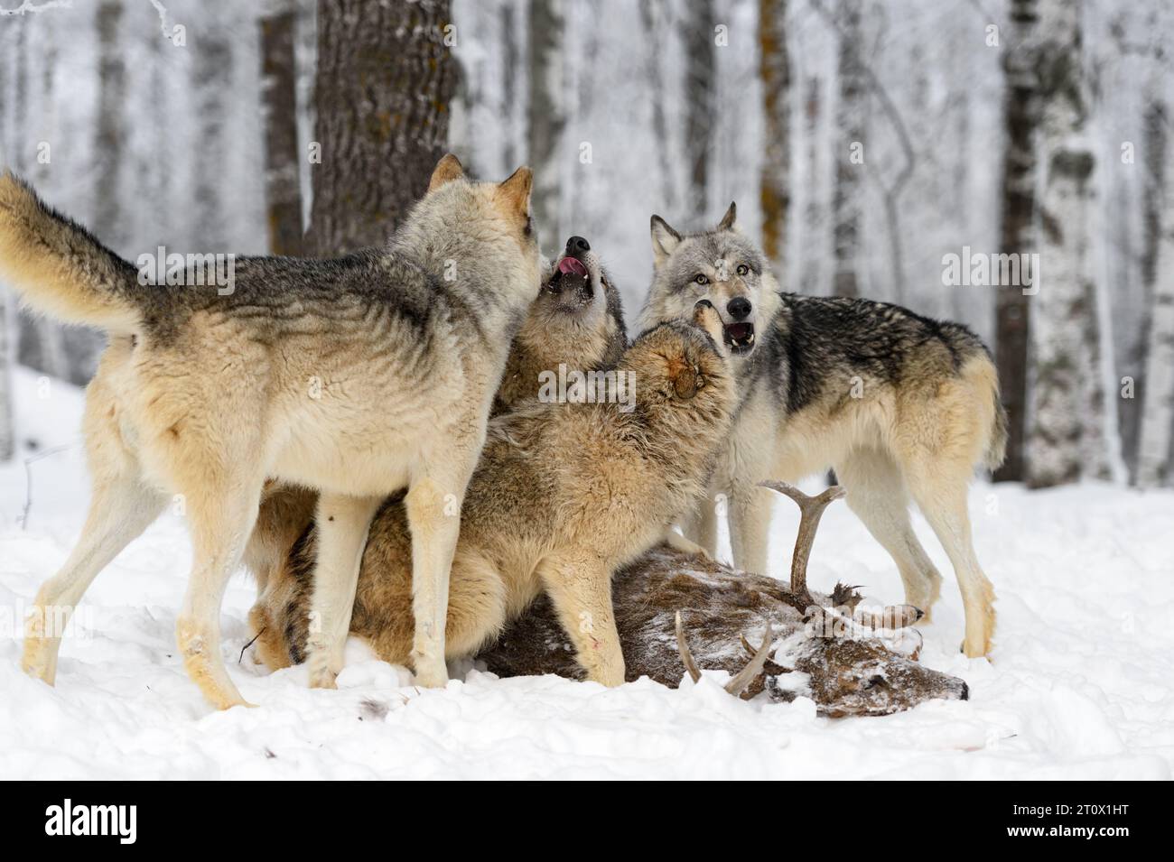 Grey Wolf Pack (Canis lupus) Mingles Over White-Tail Deer Carcass Winter - captive animals Stock ...
