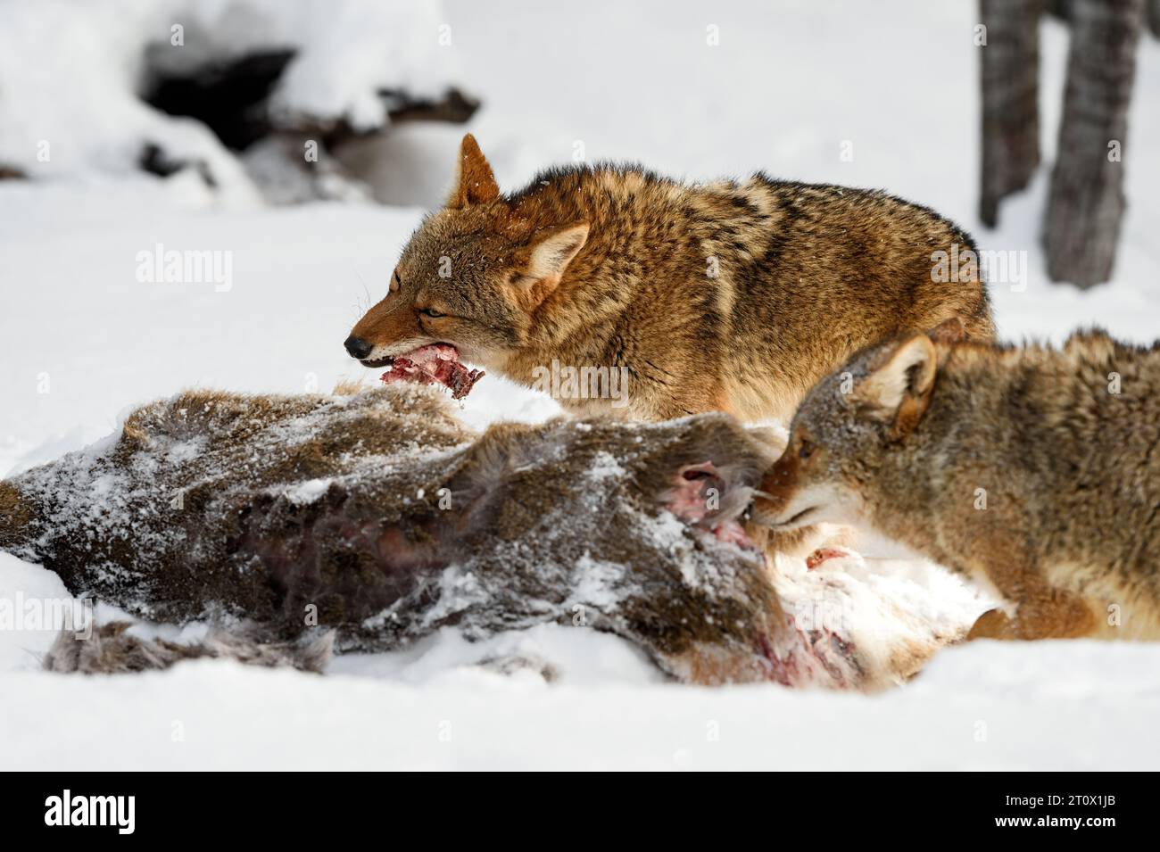 Coyote (Canis latrans) Munches on Meat From Deer Body Winter - captive ...