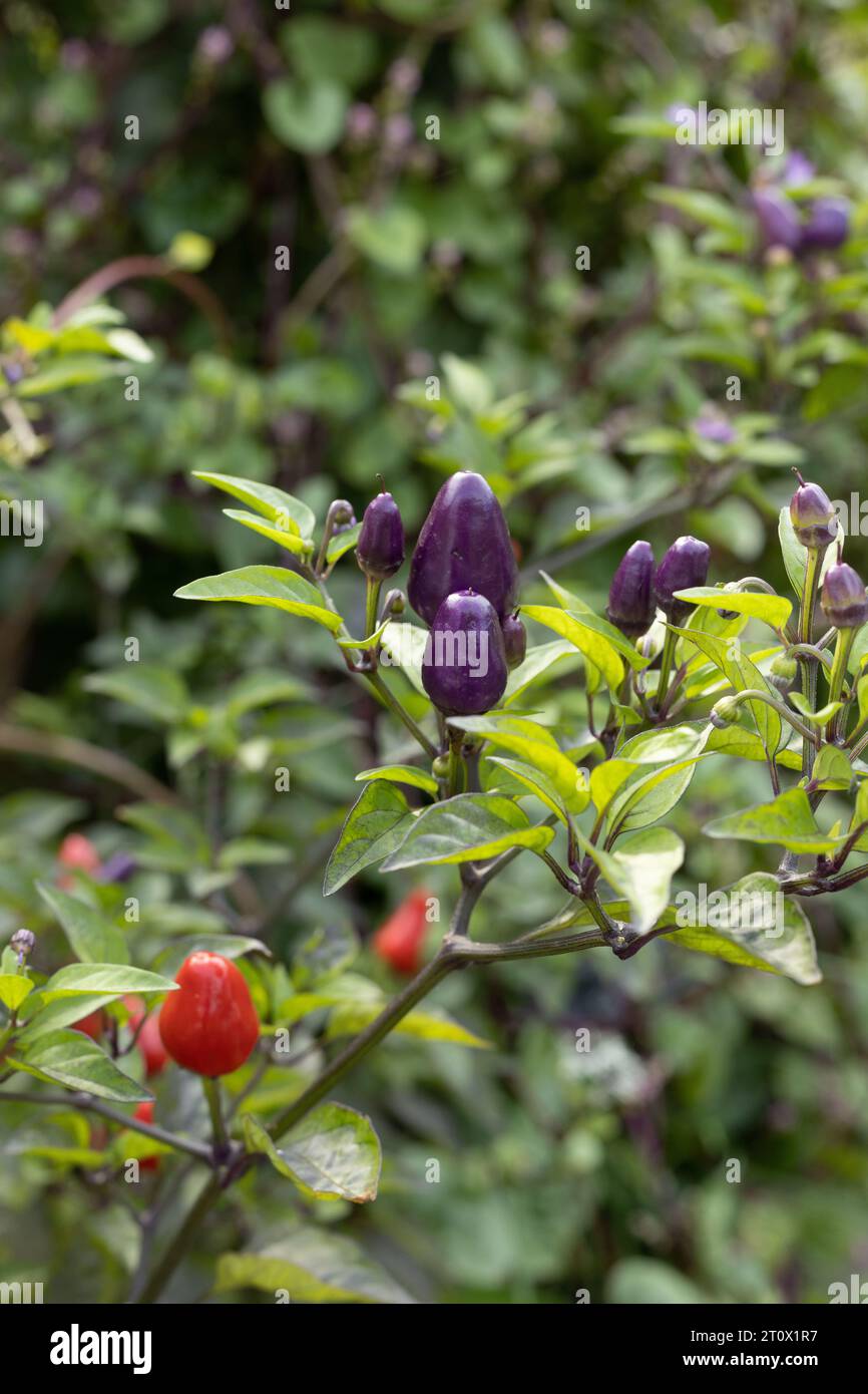 Hot peppers capsicum annuum hi-res stock photography and images - Alamy