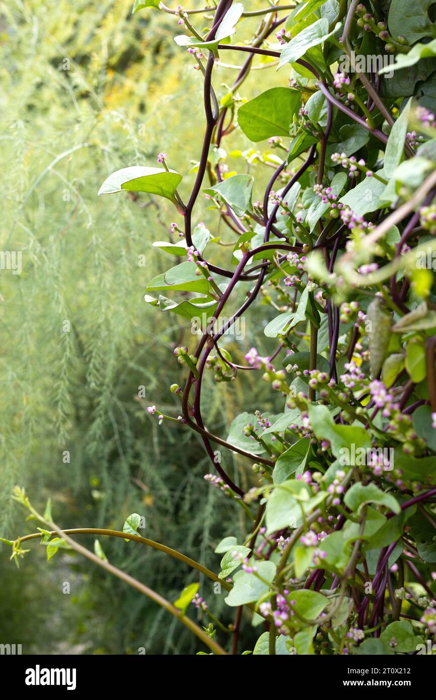 Basella alba 'rubra' - malabar spinach Stock Photo - Alamy