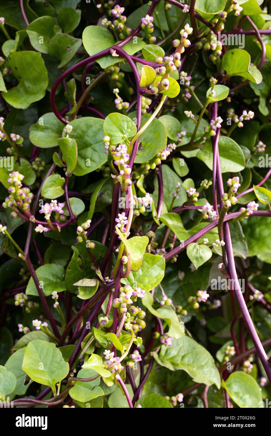 Basella alba 'rubra' - malabar spinach Stock Photo - Alamy