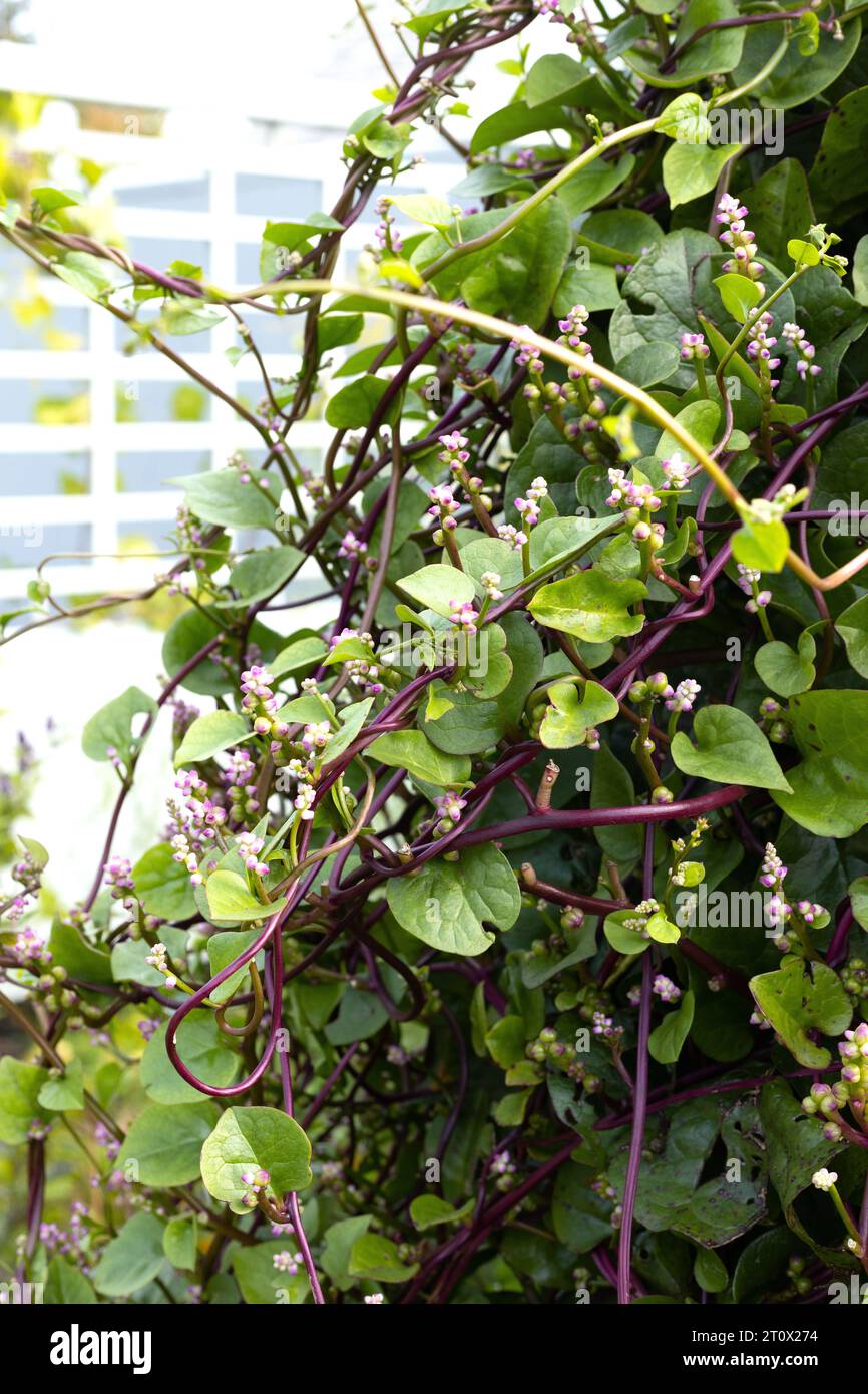 Basella alba 'rubra' - malabar spinach Stock Photo - Alamy