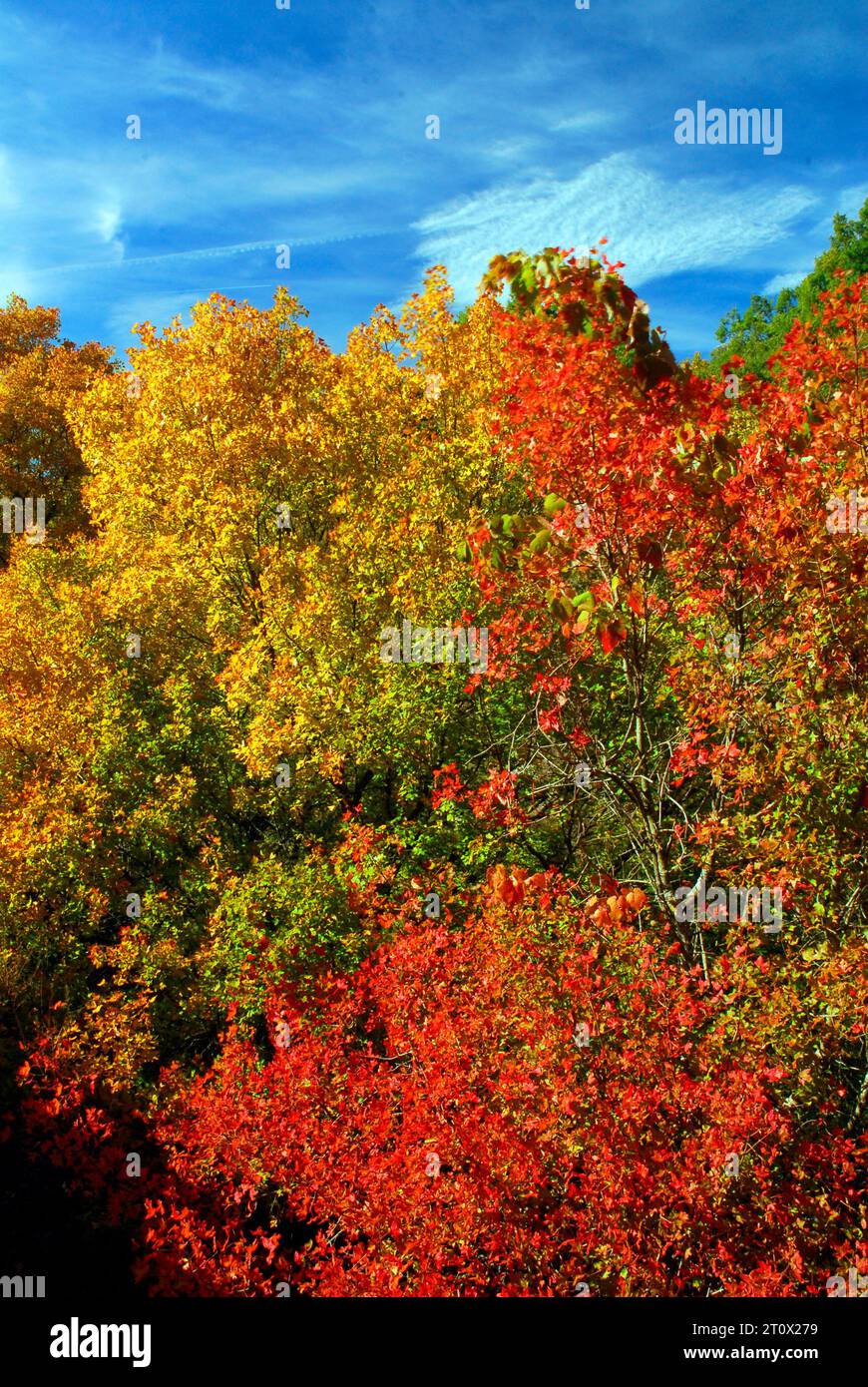 Montpellier maple (Acer monspessulanum) and other deciduous trees with ...