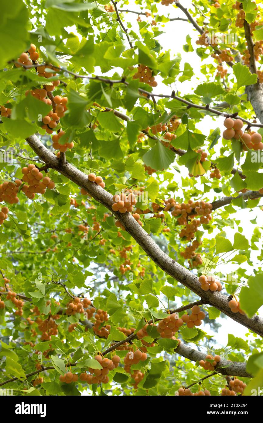 Fruit on a female ginkgo biloba 'Golden Colonnade' tree Stock Photo - Alamy