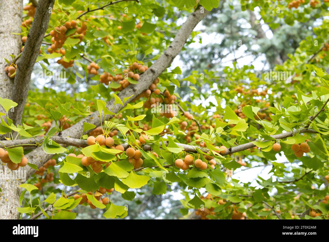 Fruit on a female ginkgo biloba 'Golden Colonnade' tree Stock Photo - Alamy