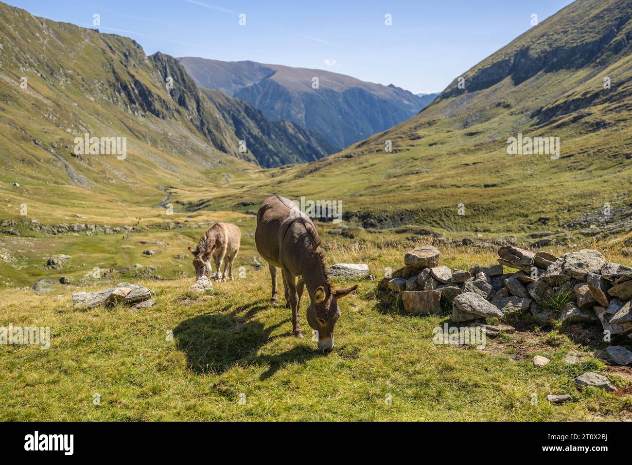 A scenic view of donkeys in Fagaras Mountains, Romania Stock Photo - Alamy