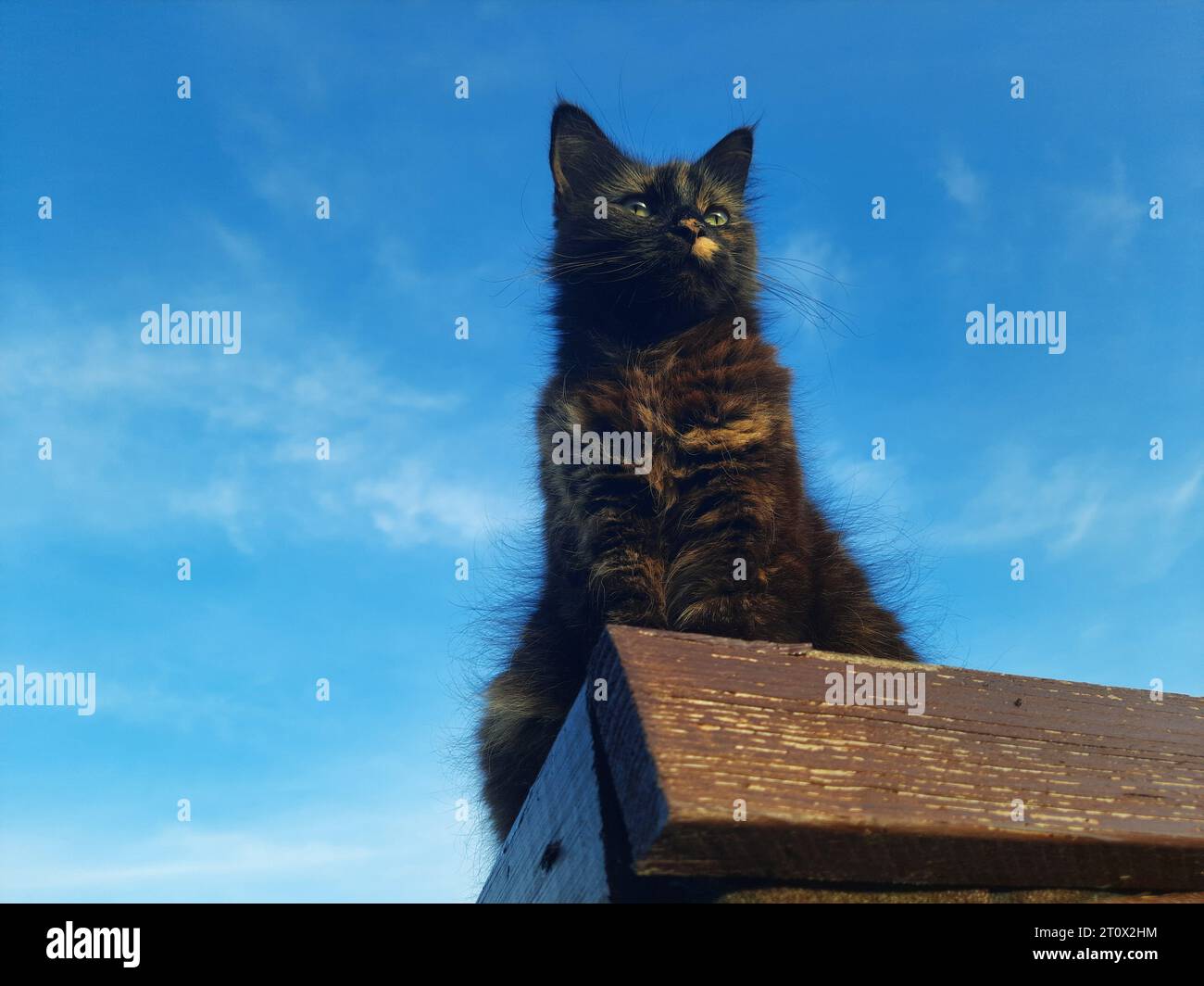 Binx cat hi-res stock photography and images - Alamy