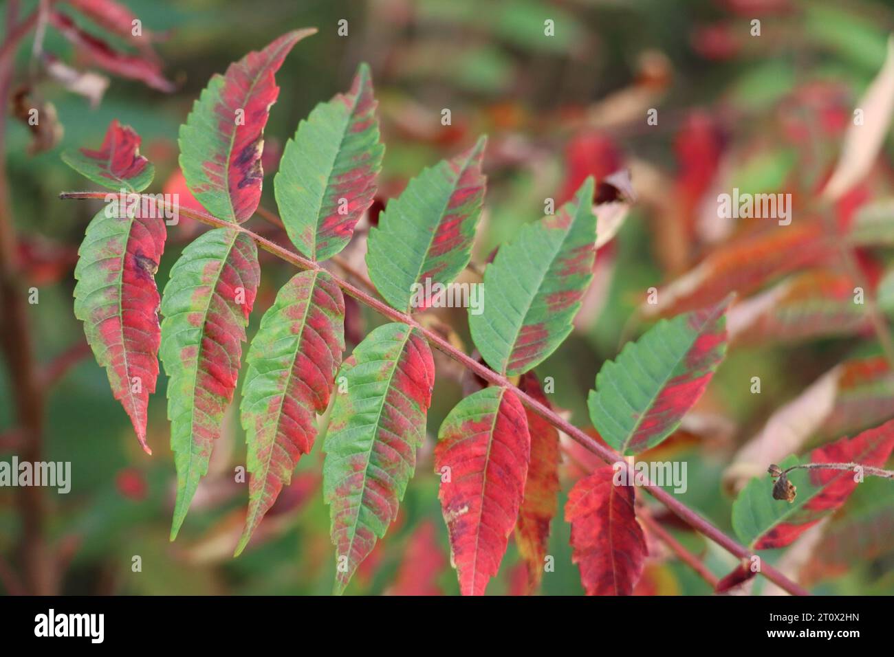 beginning Discoloration of the Leaves Stock Photo - Alamy