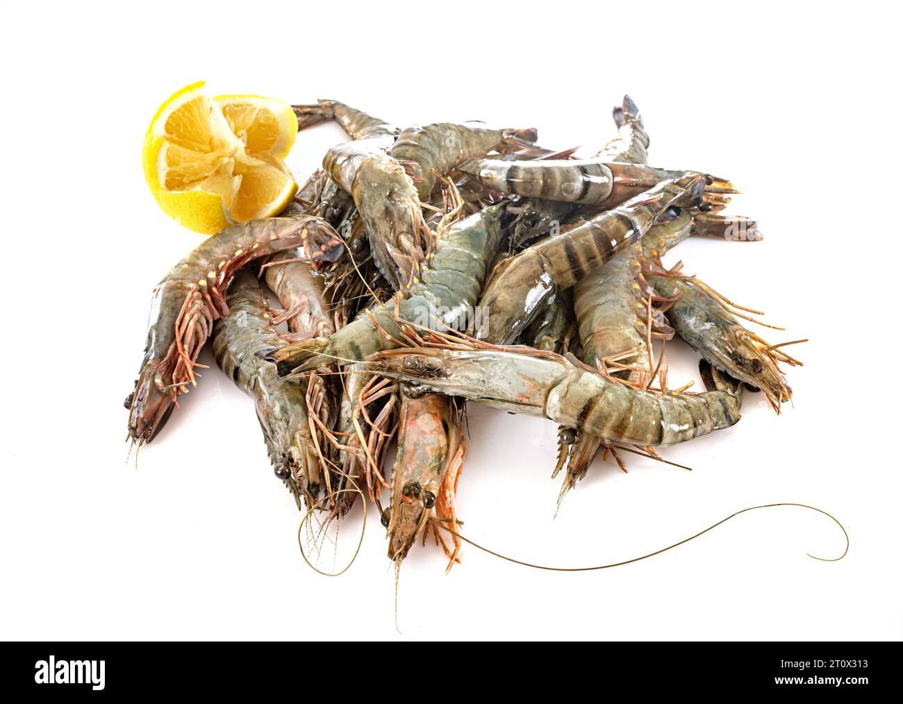 king prawn in front of white background Stock Photo - Alamy