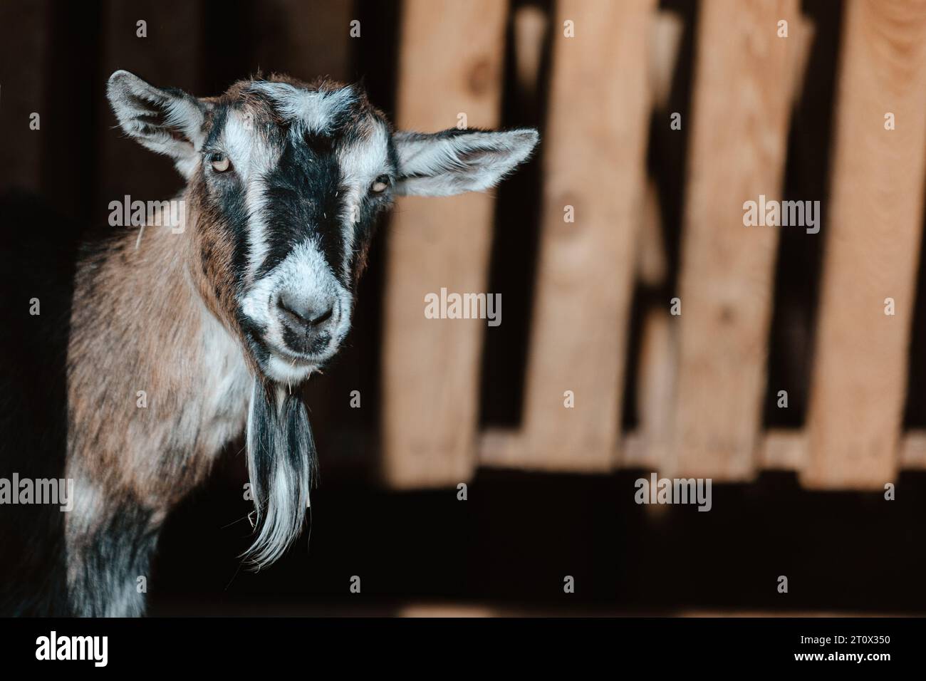 Goat. Portrait of a goat on a farm in the village. Beautiful goat ...