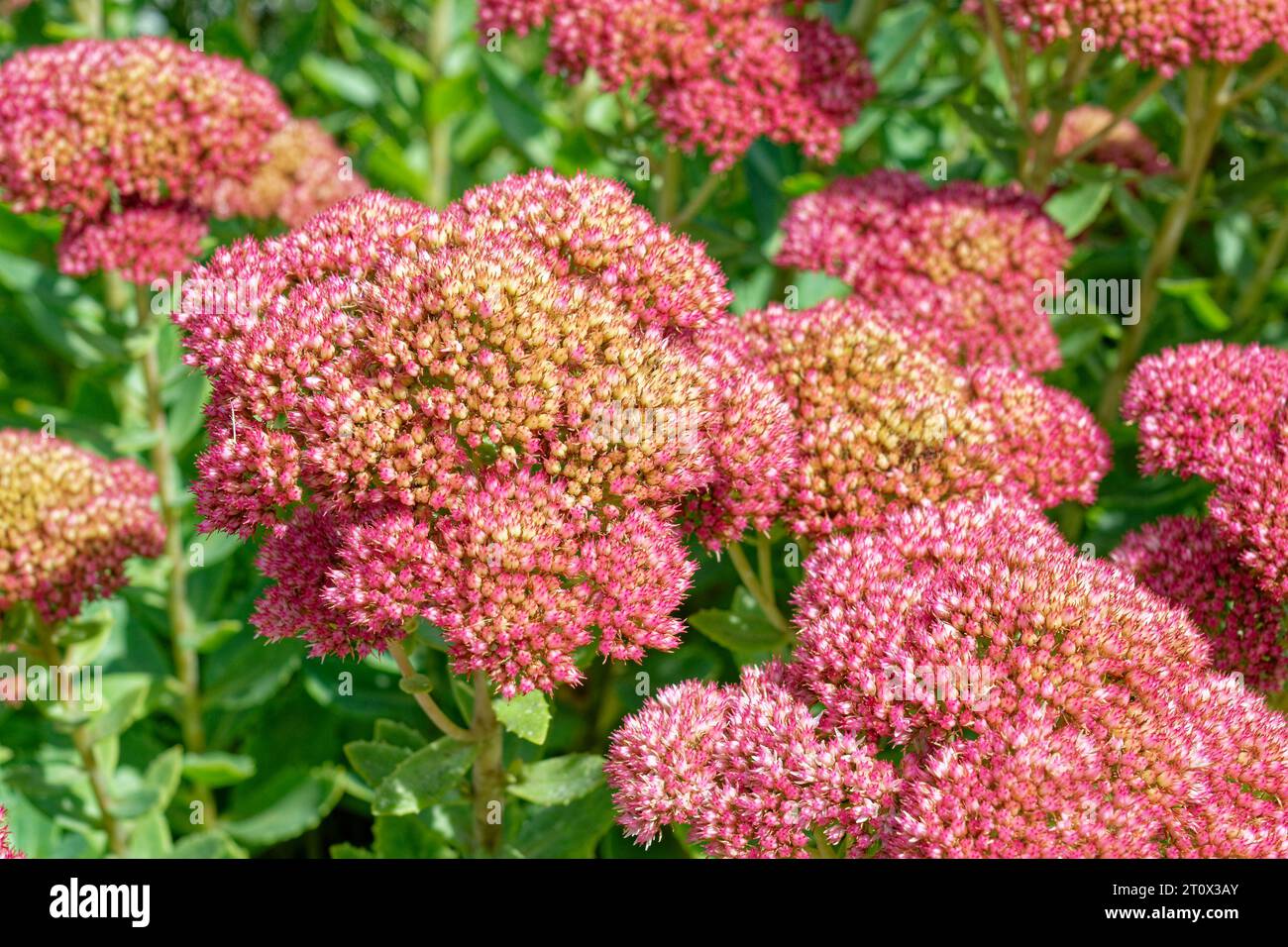 Beautiful magenta color cluster of tiny flowers on a large stonecrop ...