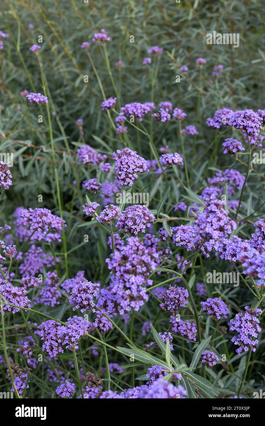 Verbena bonariensis 'Vanity' flowers Stock Photo - Alamy