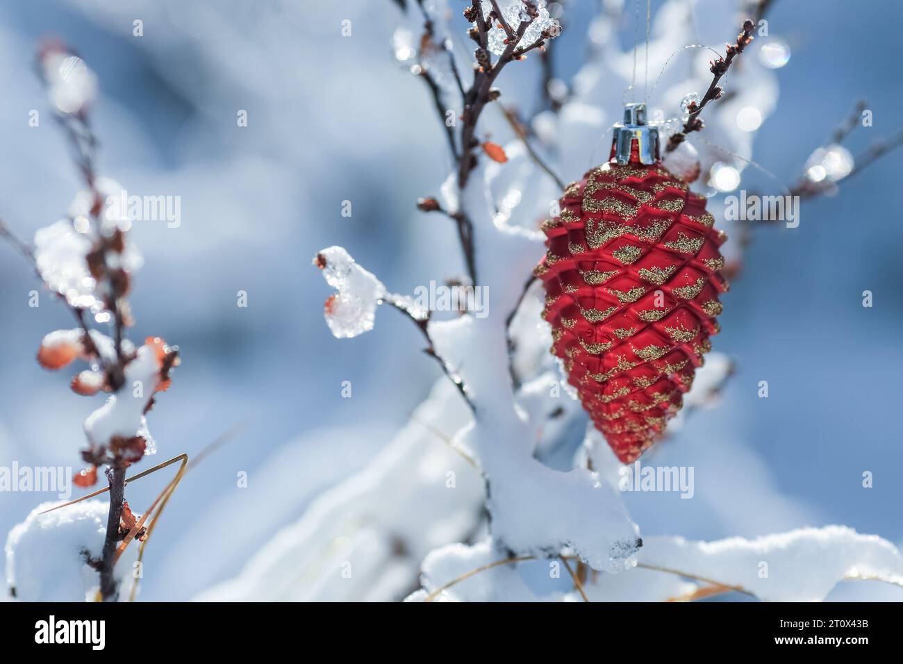 Chrustmas toy on the branch in the sunny snowy forest with blue ...