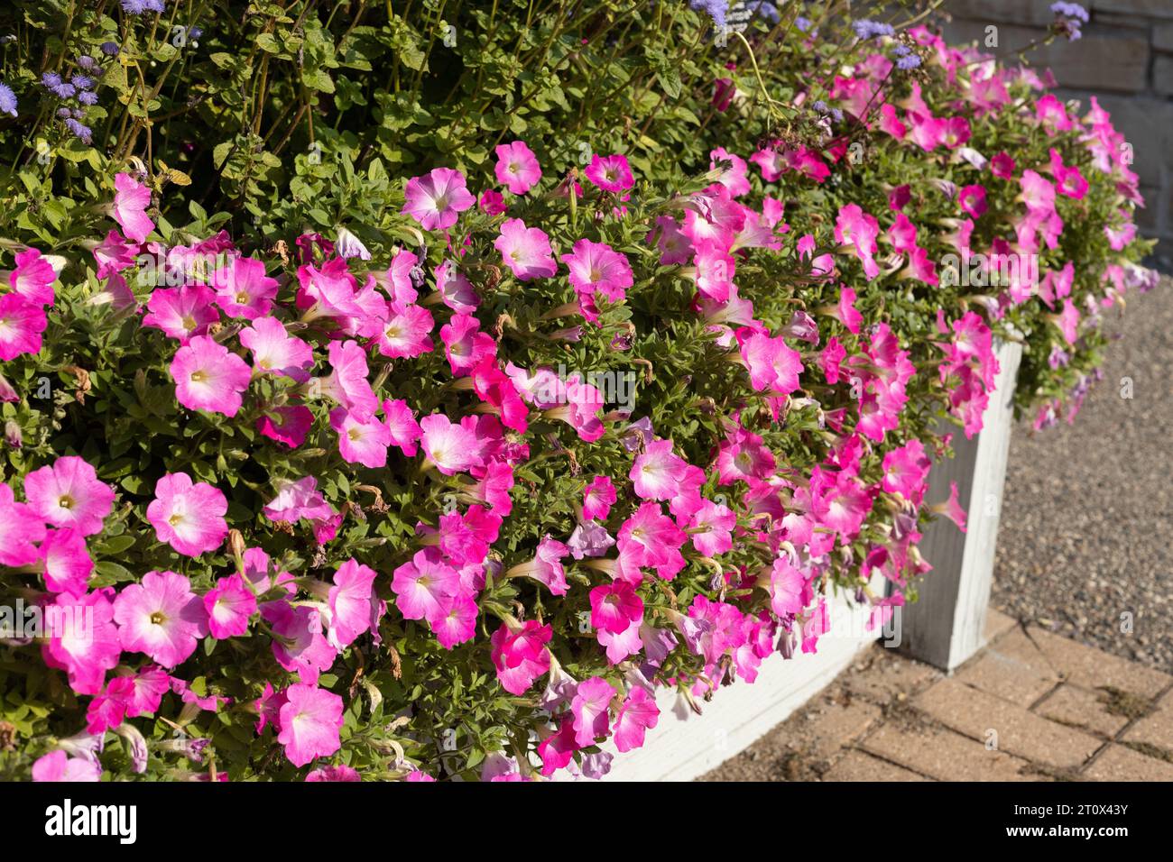 Petunia opera supreme pink morn flowers Stock Photo - Alamy
